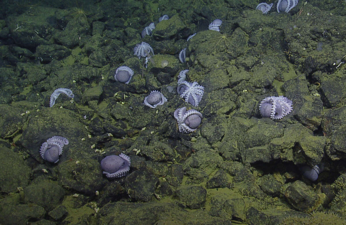 Huge Cluster of Octopuses Observed Southwest of Monterey