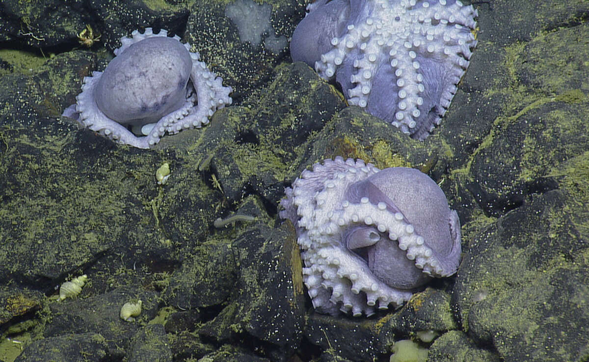 Huge Cluster of Octopuses Observed Southwest of Monterey