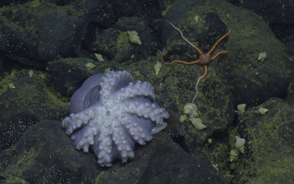 Huge Cluster of Octopuses Observed Southwest of Monterey