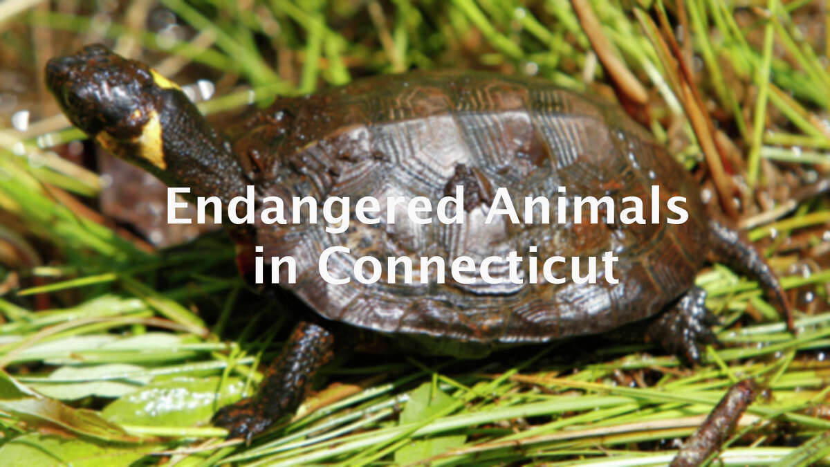 Endangered animals in Connecticut