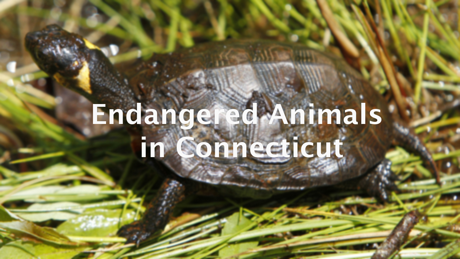 Endangered animals in Connecticut