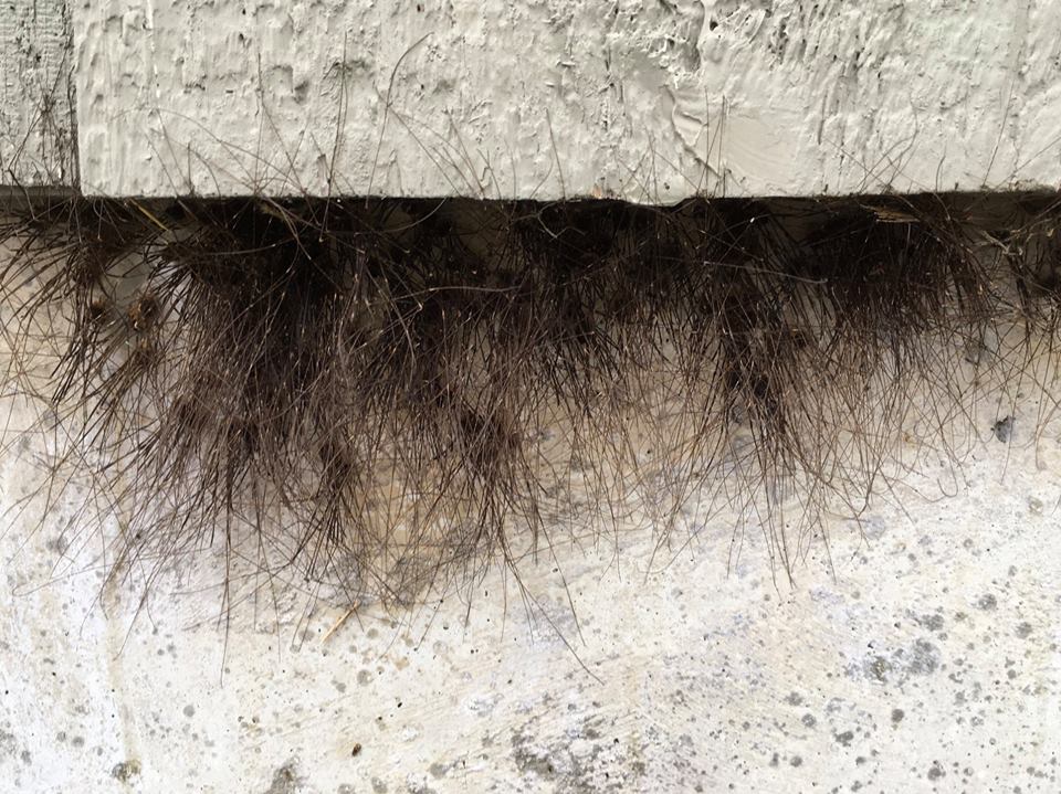 Horrifying picture of 'clustered' daddy long-legs spiders is the stuff ...