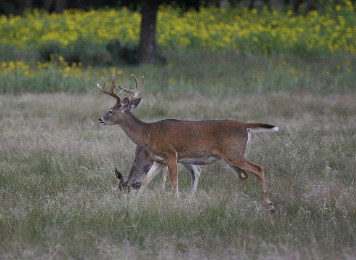 Plenty of positive signs for hunters with Texas’ white-tail deer season ...