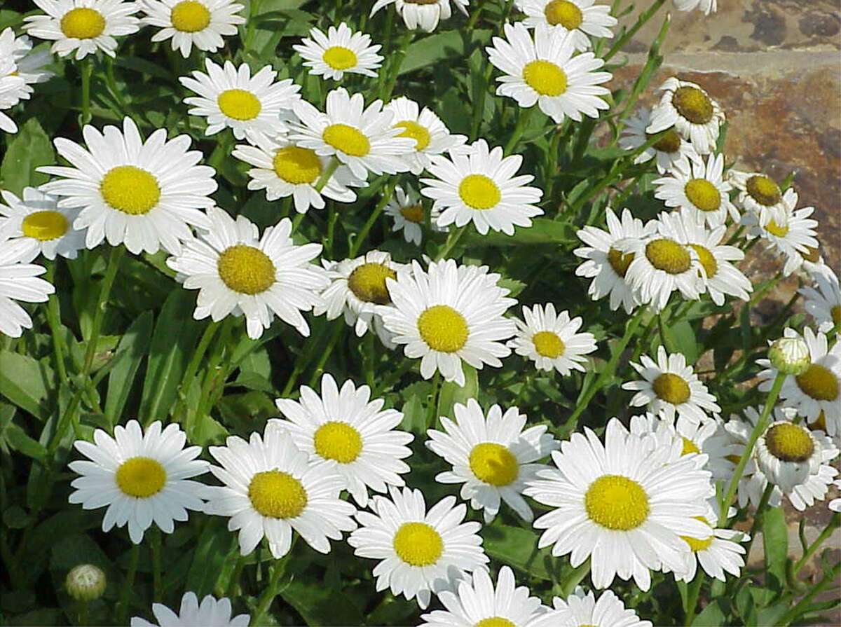Hey, gardeners, it’s time to divide the daisies