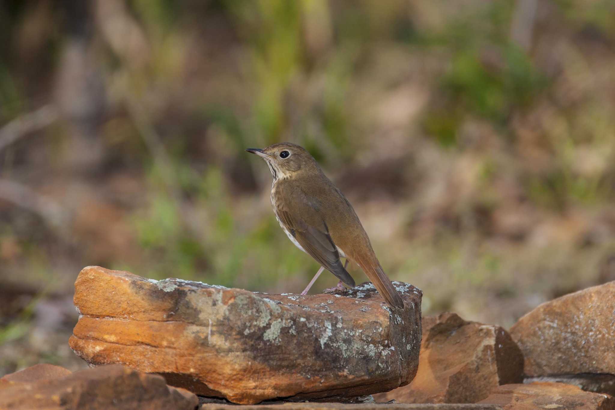 Winter migrant birds on their way to Houston