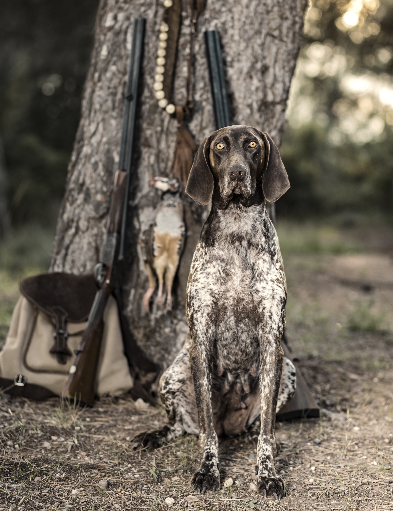 Dog shoots hunter in back