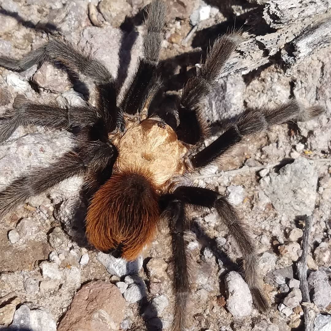 Video of 'swimming' tarantula at Big Bend Ranch spooks Texans
