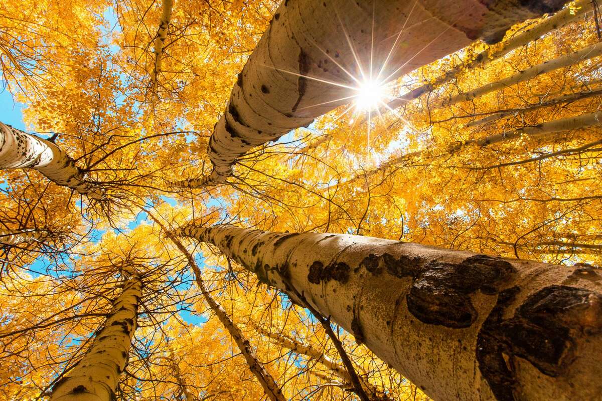 Where to find the prettiest fall foliage in Northern California and Bay ...