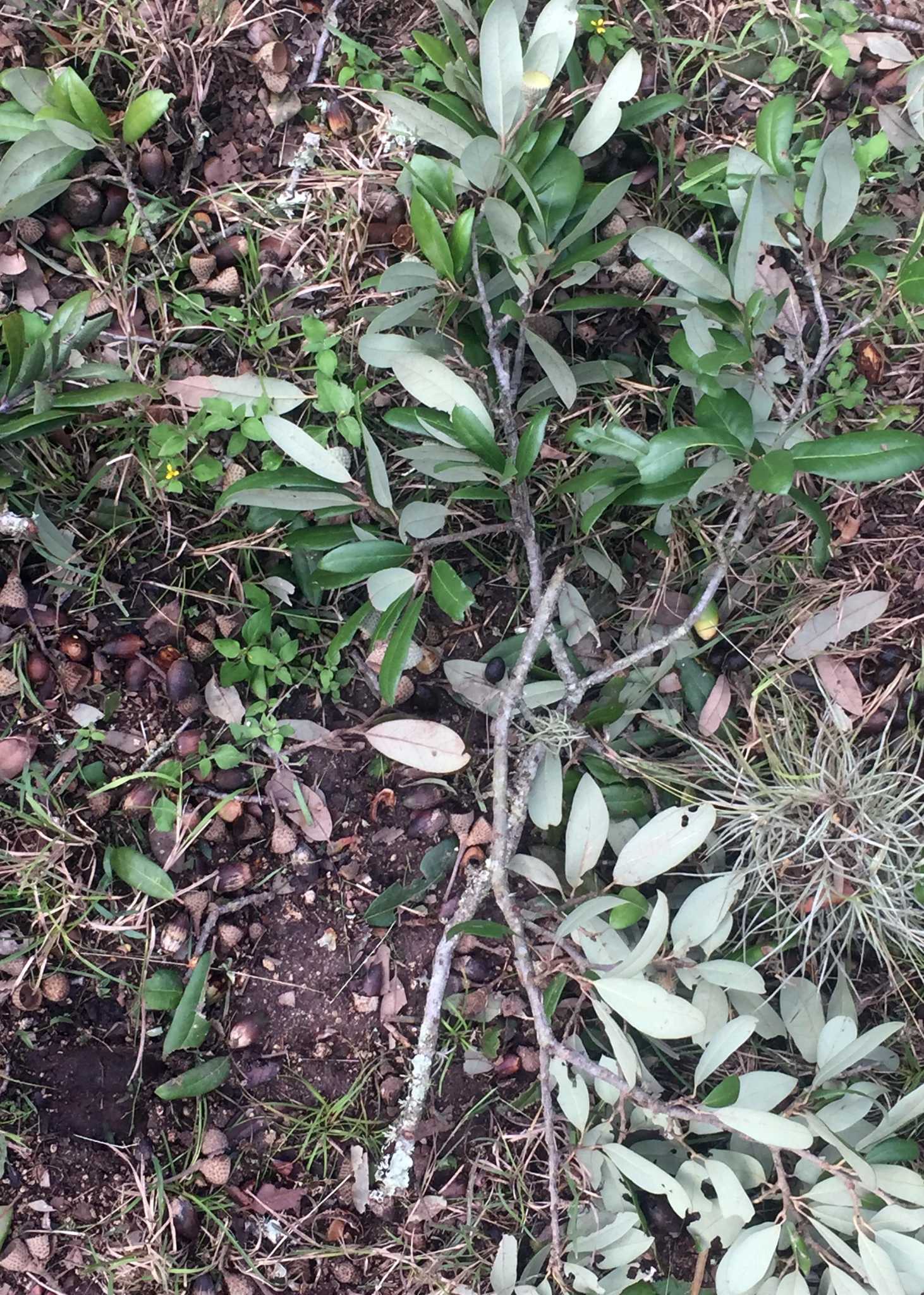 The best native trees for rural Texas