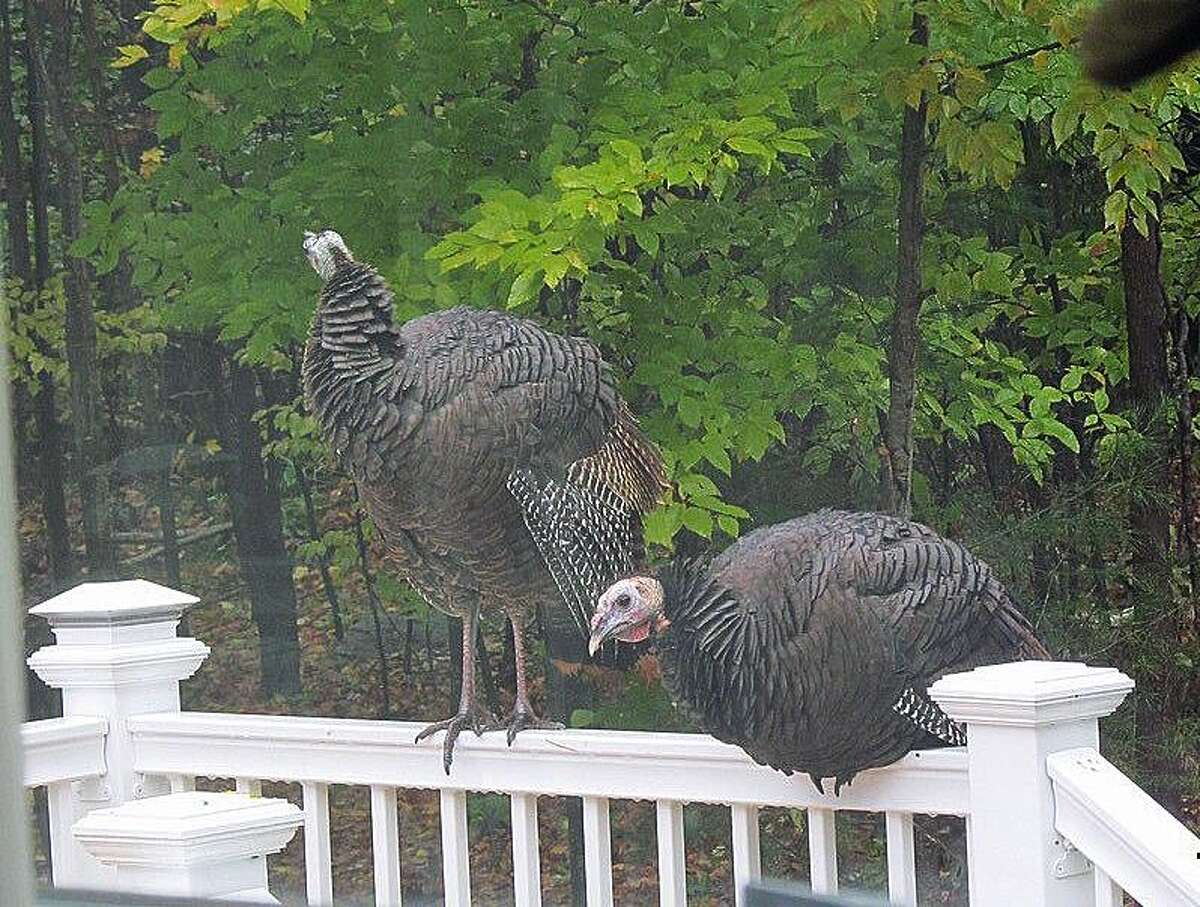 Torrington family welcomes turkeys every year