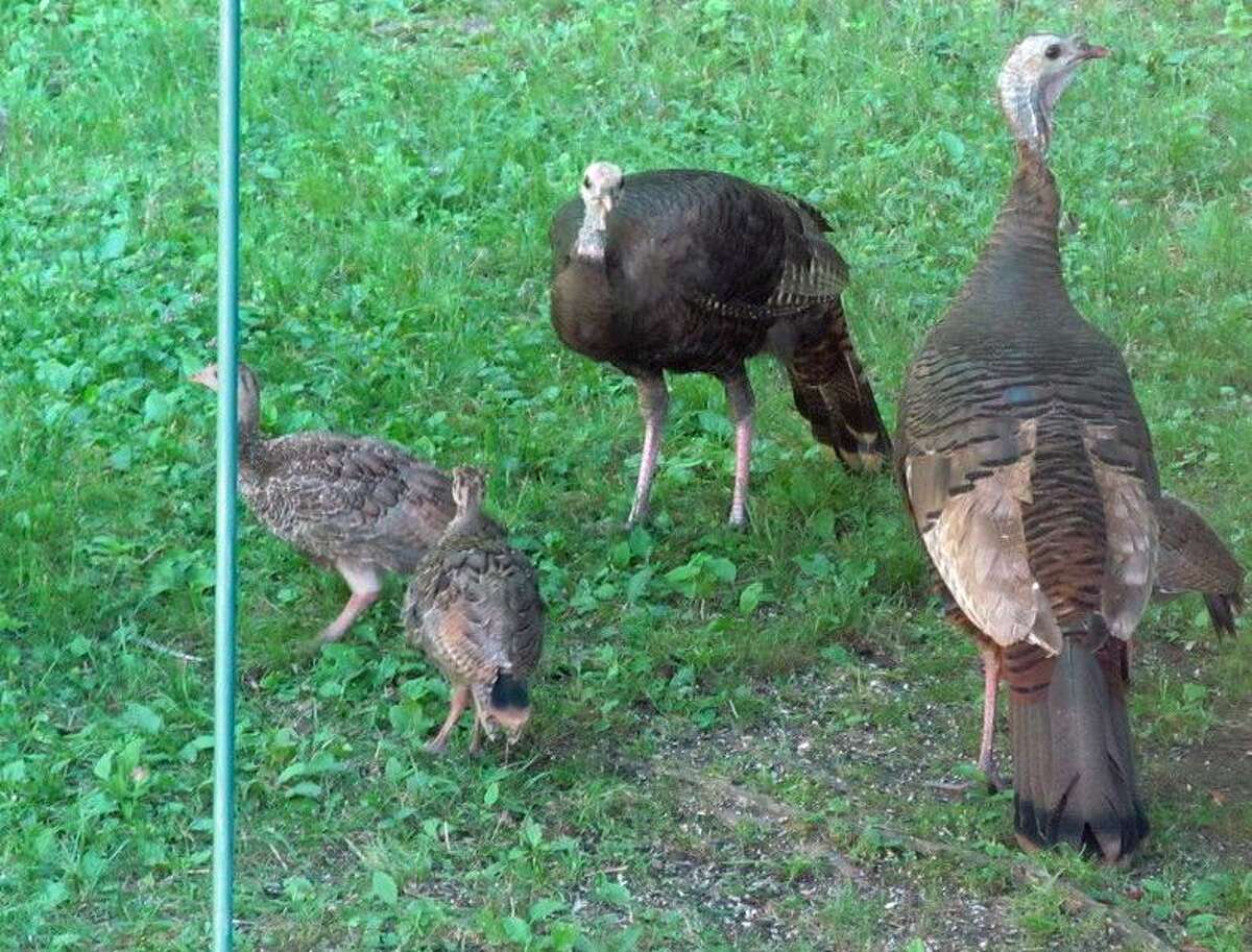 Torrington family welcomes turkeys every year