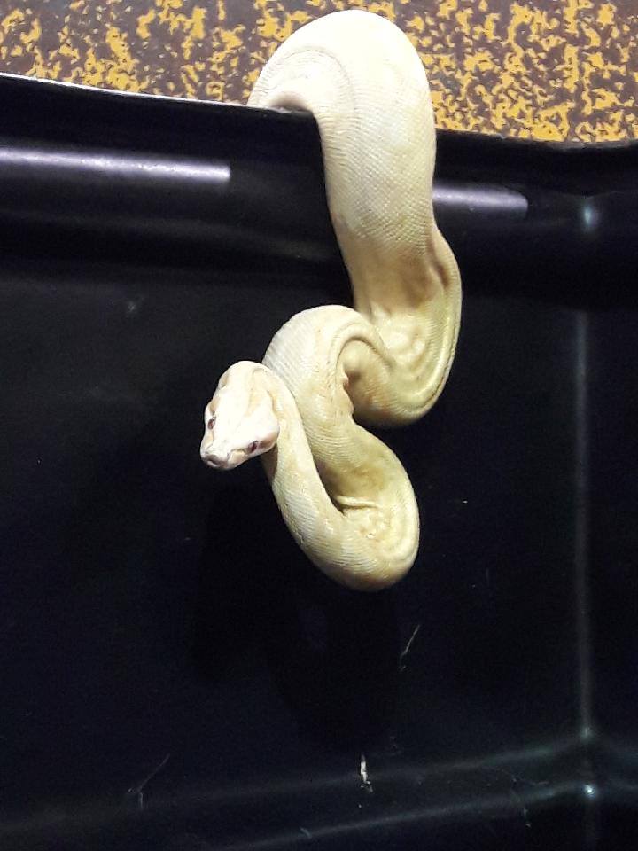 Goodwill workers get good scare when they find large snake in donation bin