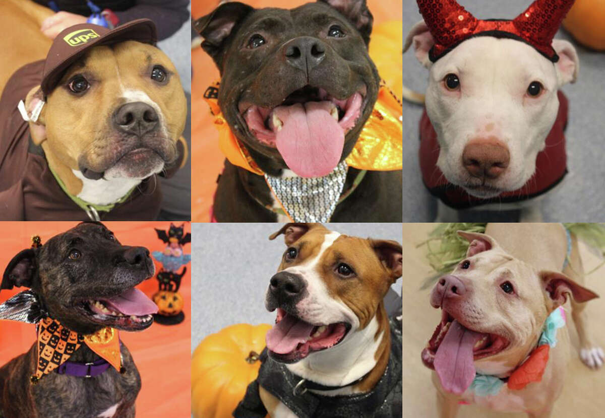 Photos: Adoptable pets at the Mohawk Hudson Humane Society