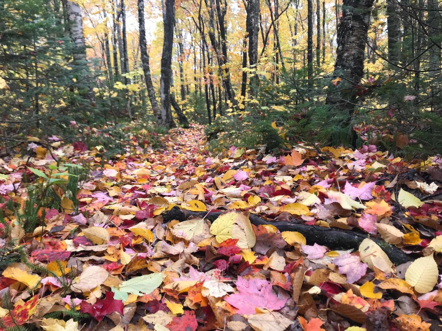 2 S.A. hikers complete the Appalachian Trail