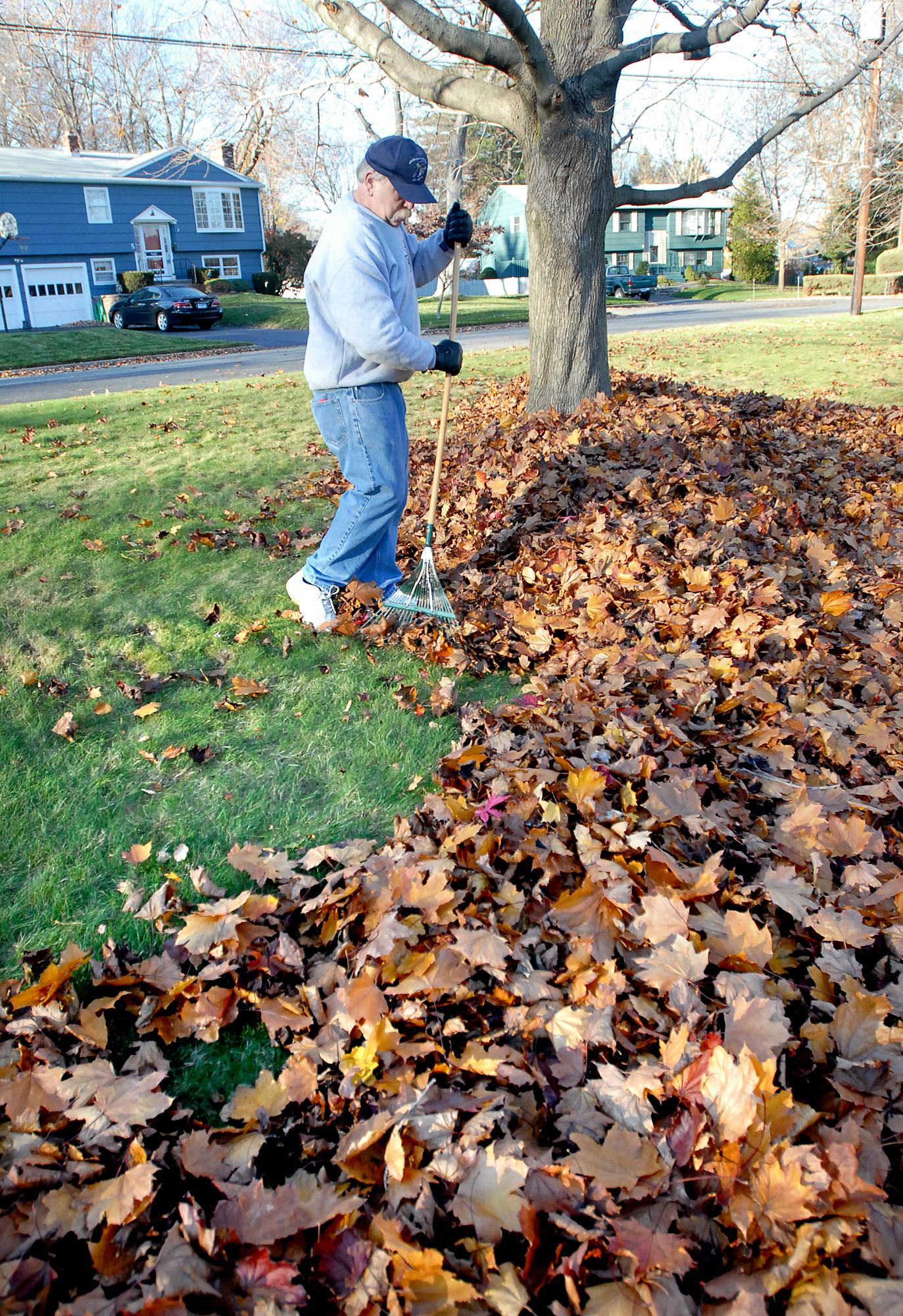 Leaf collection in Cromwell to begin in late November