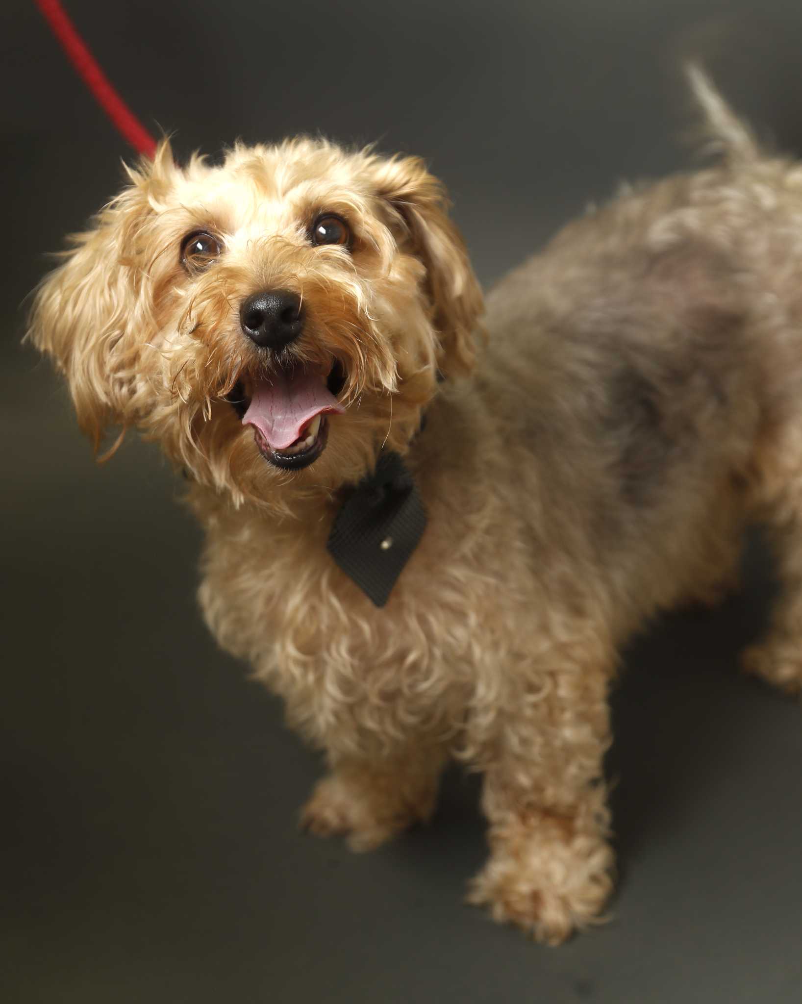 Meet Gordo: He’s not fat, but full of love