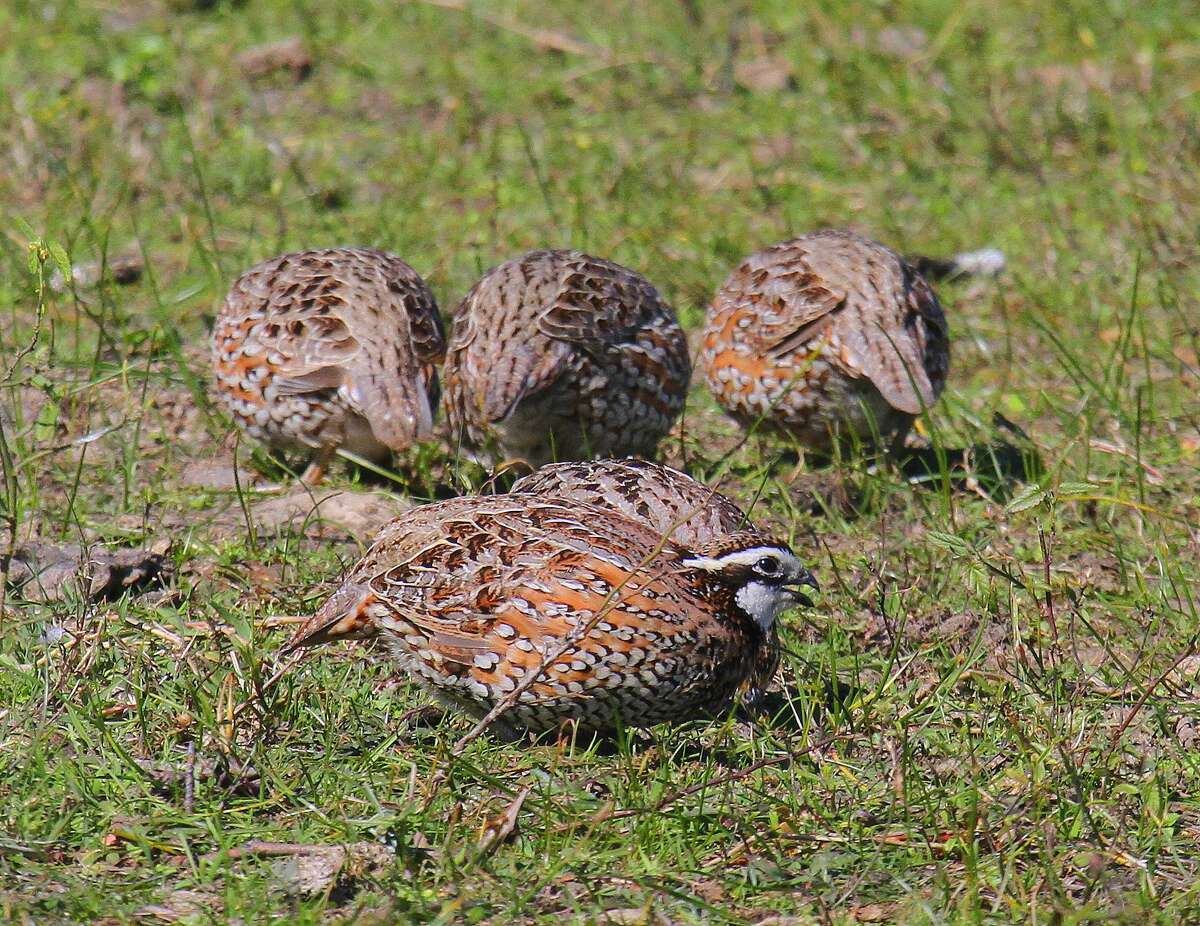 Quail on downside of boom-and-bust cycle