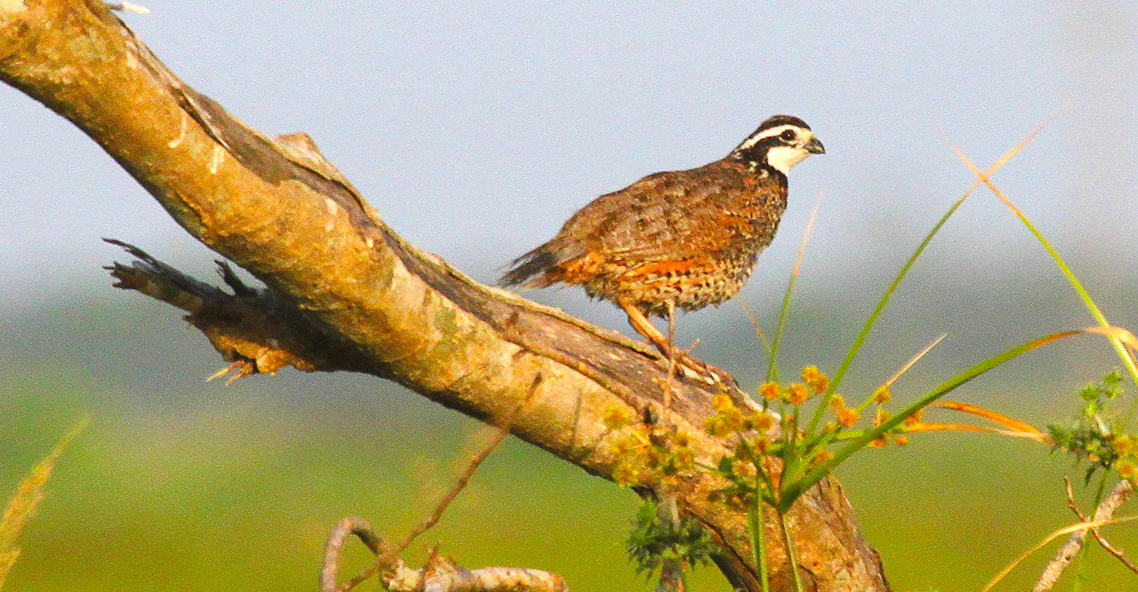 Quail on downside of boom-and-bust cycle