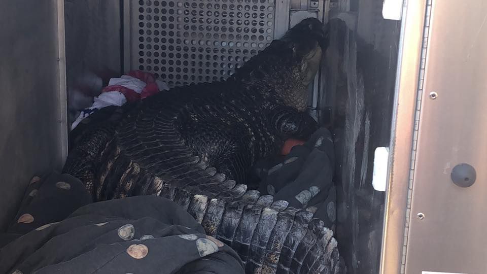 Massive 7-foot alligator named 'Katfish' discovered in bathtub during ...