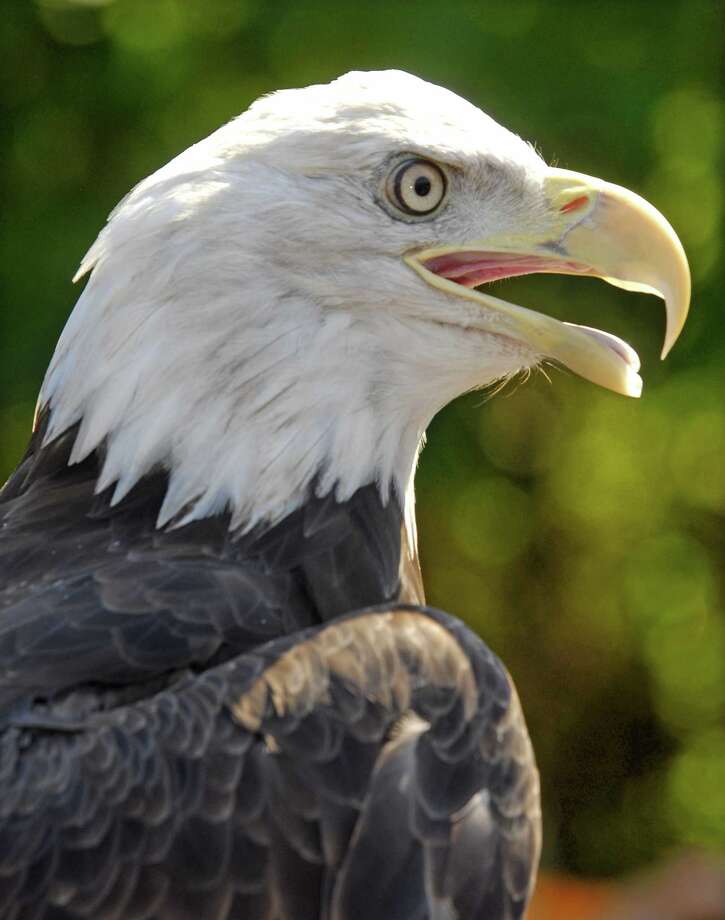 DEEP: Falling leaves make eagle sightings easier - Connecticut Post