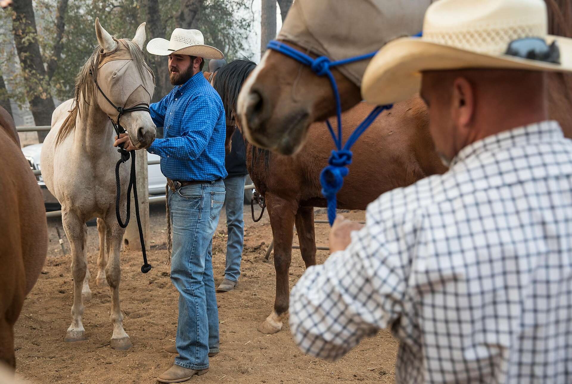 Cowboy volunteers ride to the rescue of horses and other animals from ...