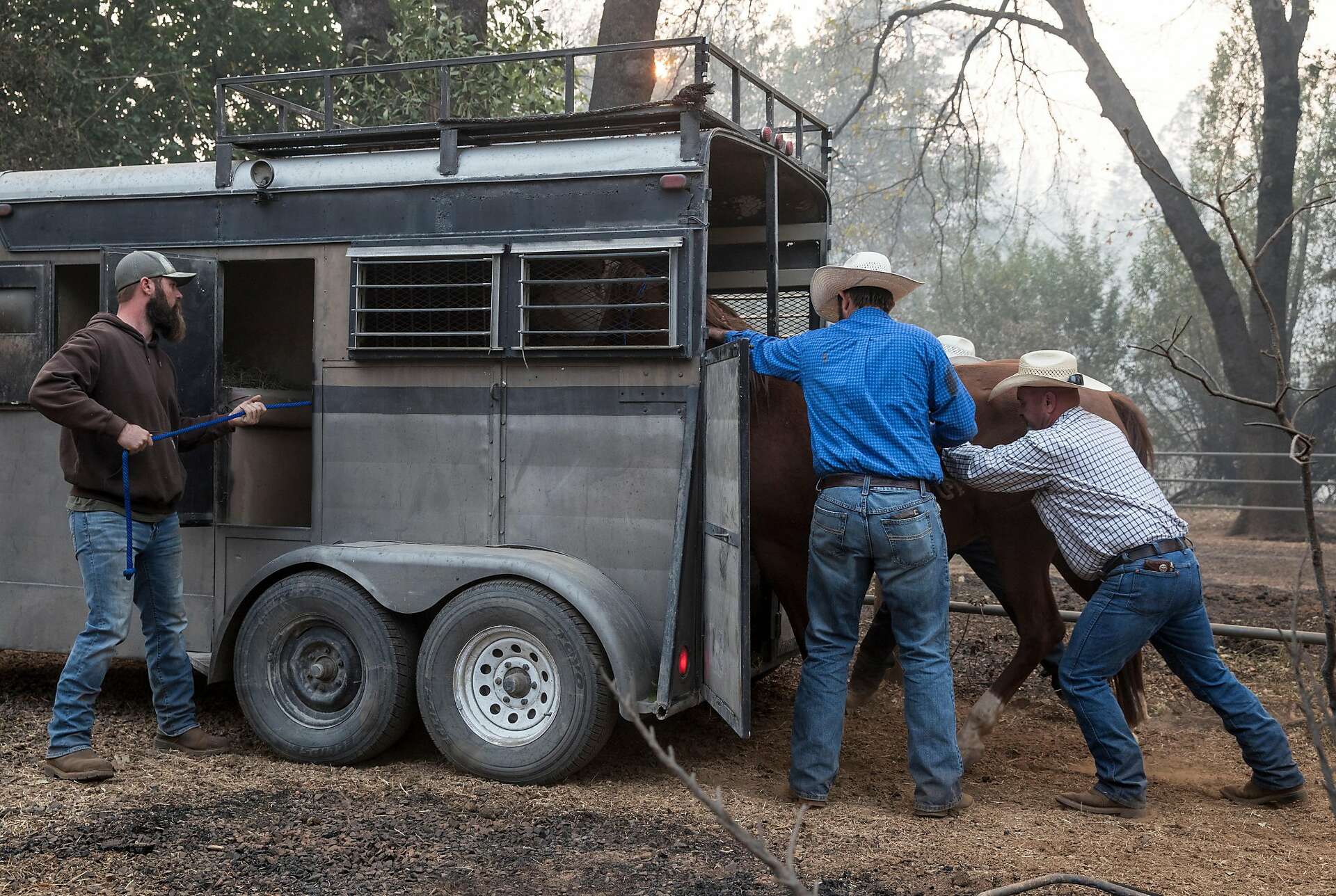 Cowboy volunteers ride to the rescue of horses and other animals from ...