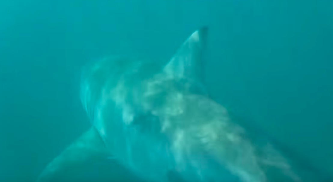 Two separate videos catch close encounters with sharks in Humboldt County