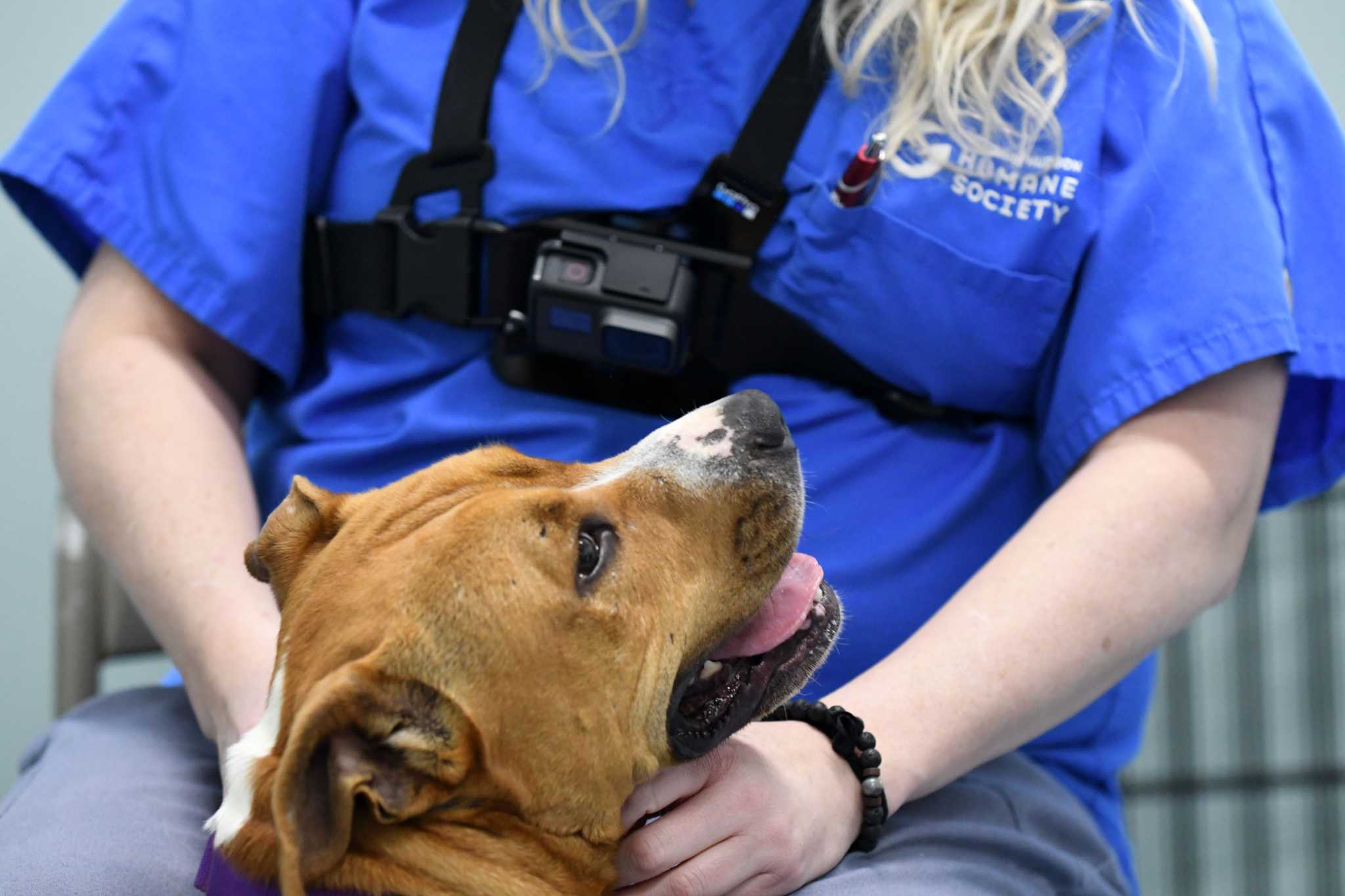 Photos: Adoptable pets at the Mohawk Hudson Humane Society