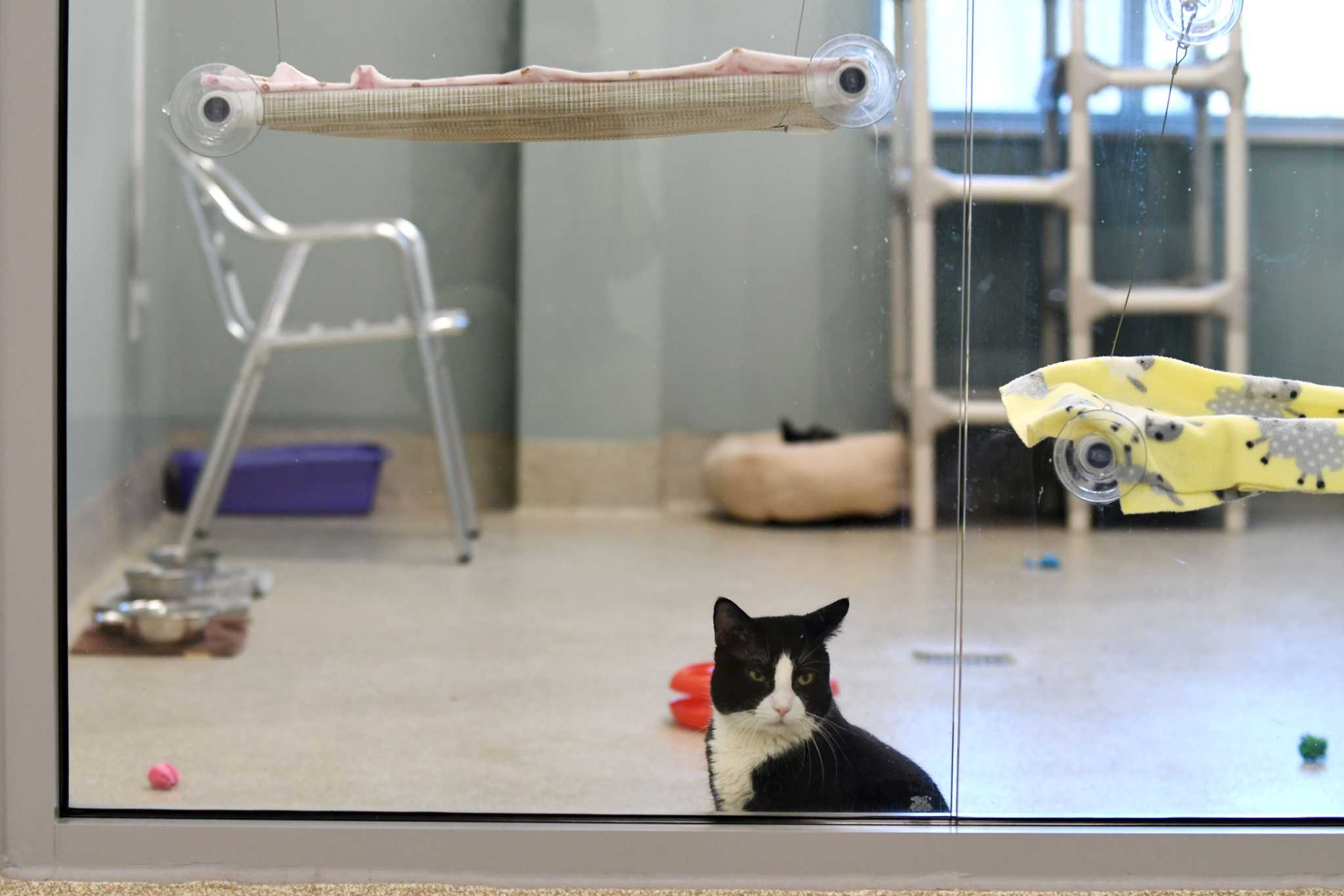 Photos: Adoptable pets at the Mohawk Hudson Humane Society
