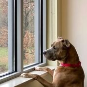 Troy dog's allies fight to stop euthanasia