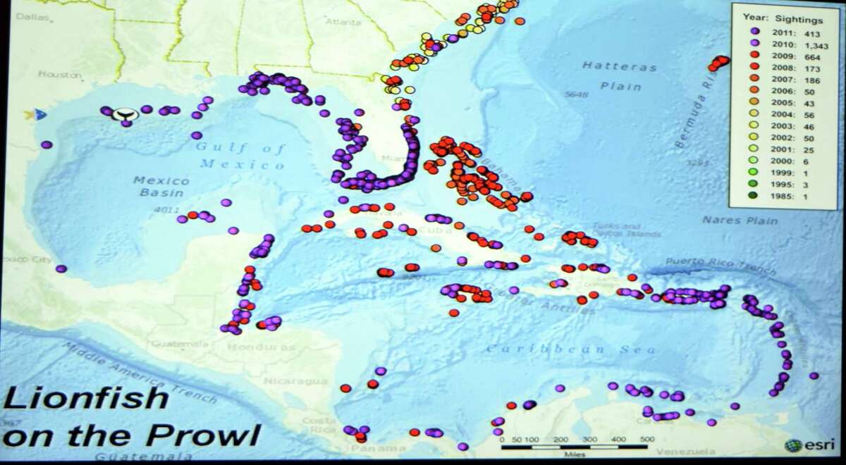 Lionfish invasion in the Gulf of Mexico expected to worsen as the ...