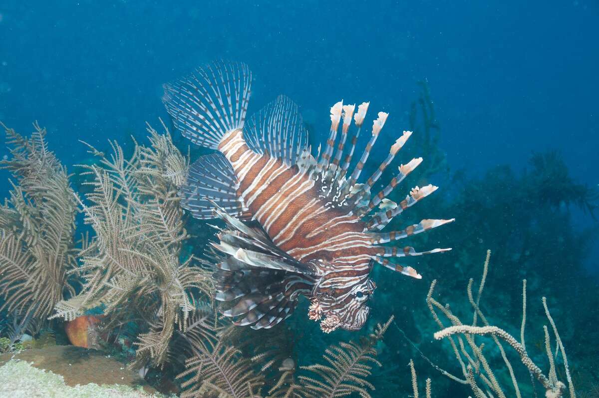 Lionfish invasion in the Gulf of Mexico expected to worsen as the ...