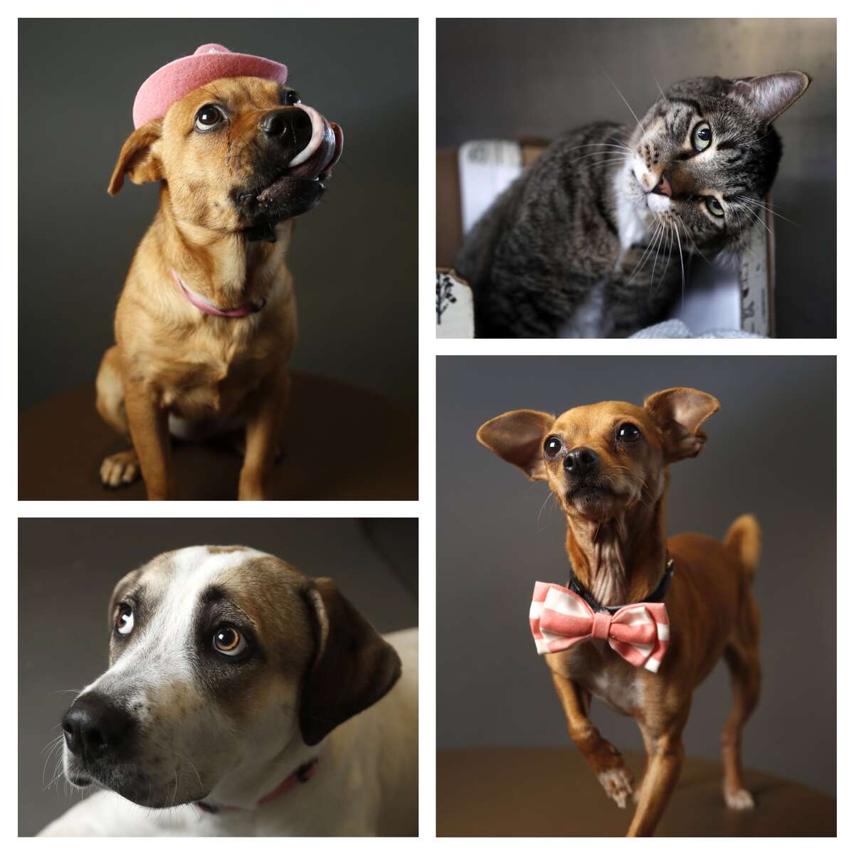 Pets of the Week: BARC Animal Shelter