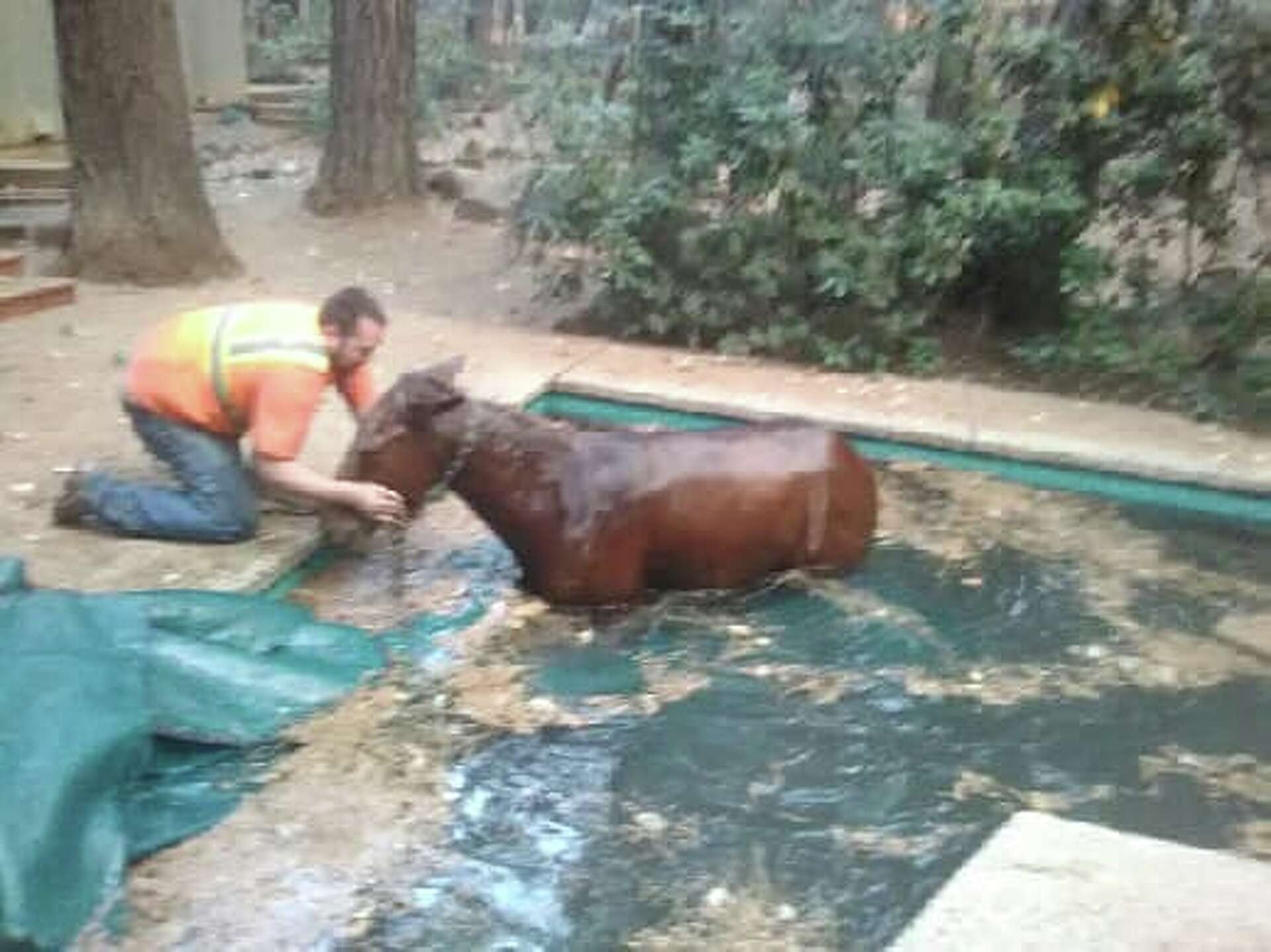 A tale about a rescued horse went viral, but there's more to the story ...