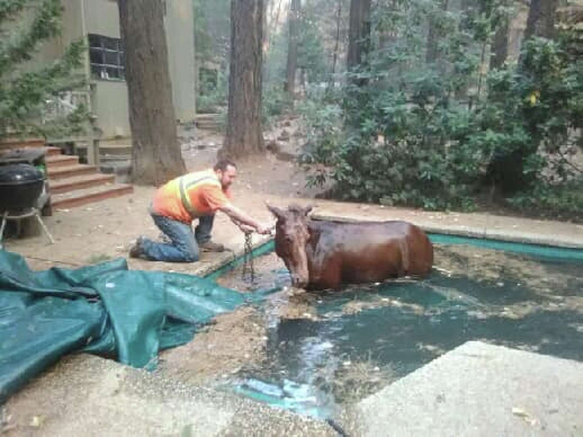 A tale about a rescued horse went viral, but there's more to the story ...