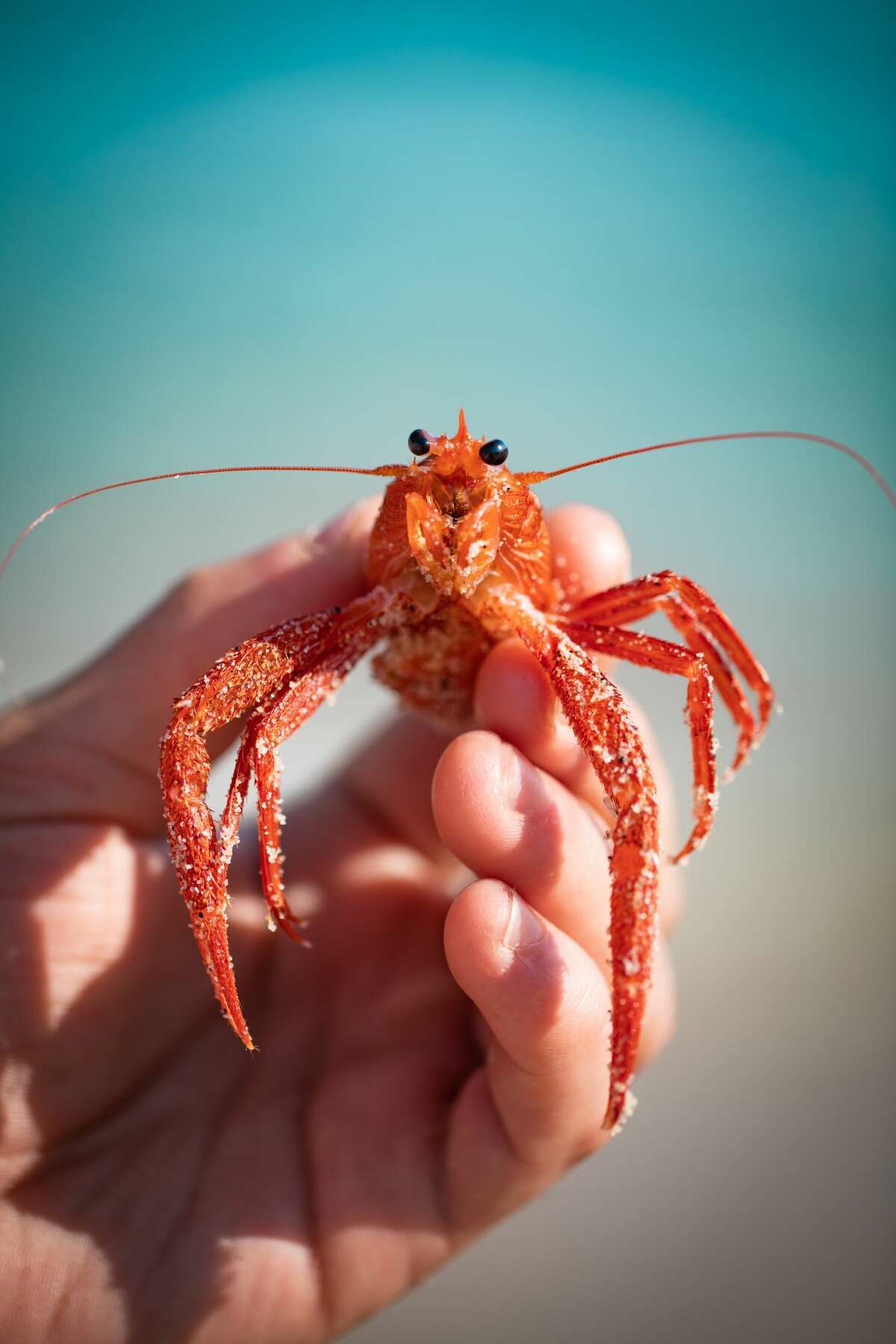 Mass stranding of bright red crabs in Monterey signals return of El Niño