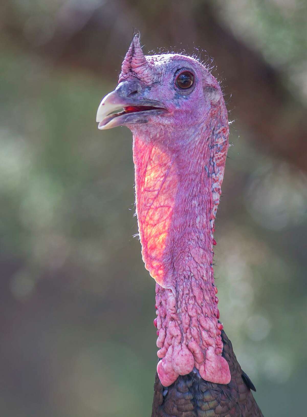The wild turkey is a wise old bird
