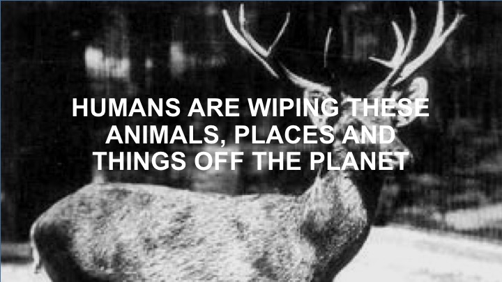 The things humans have already erased from the planet