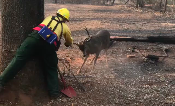 Oregon firefighters help free deer caught in power line