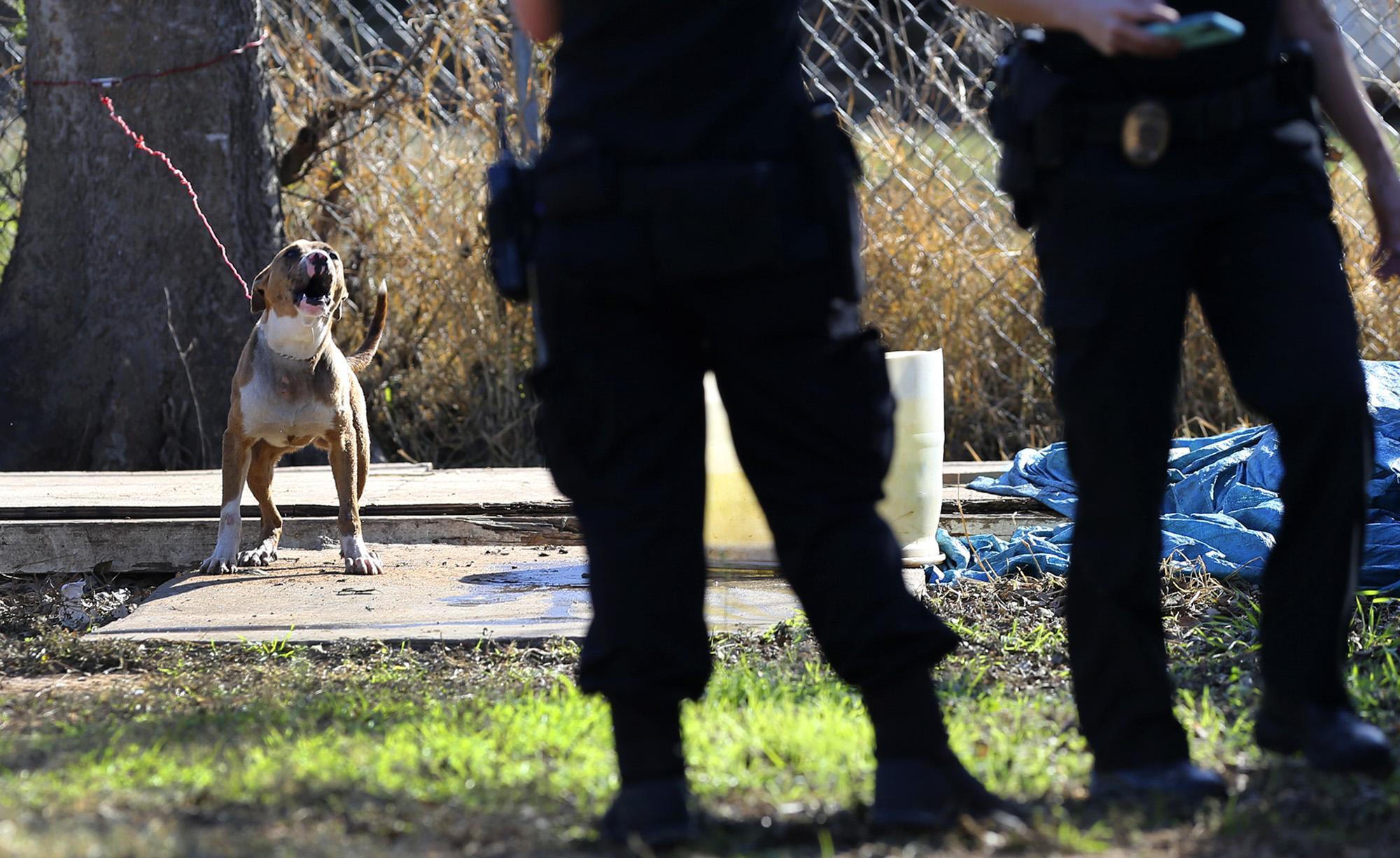 Tougher animal tethering law could be coming in 2019