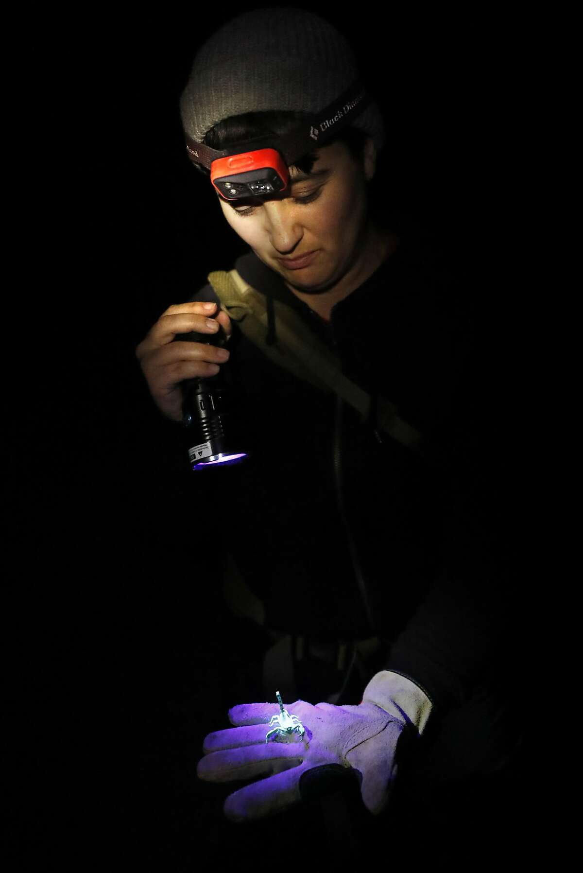 Bay Area scientist stung by public’s perception of scorpions as scary ...