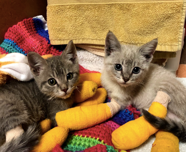 San Francisco SPCA takes in dozens of dogs and cats from Camp Fire ...