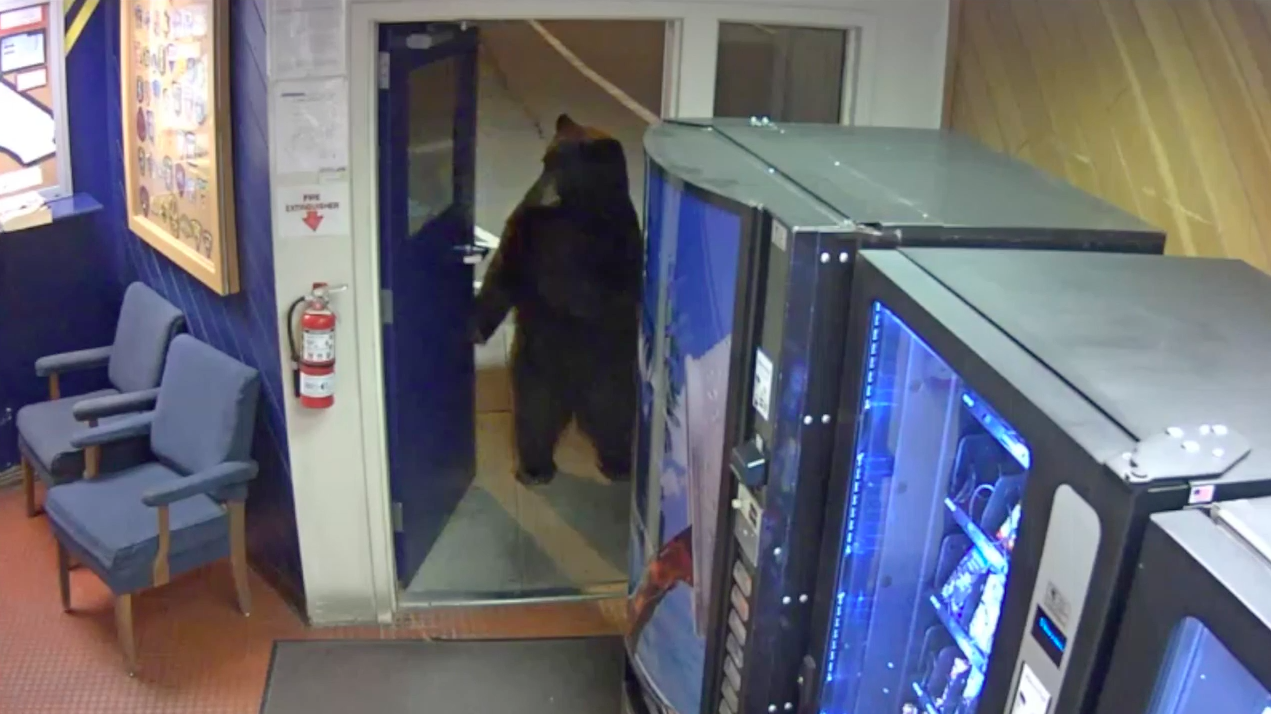 Video shows bear opening door, strolling into CHP facility on two legs