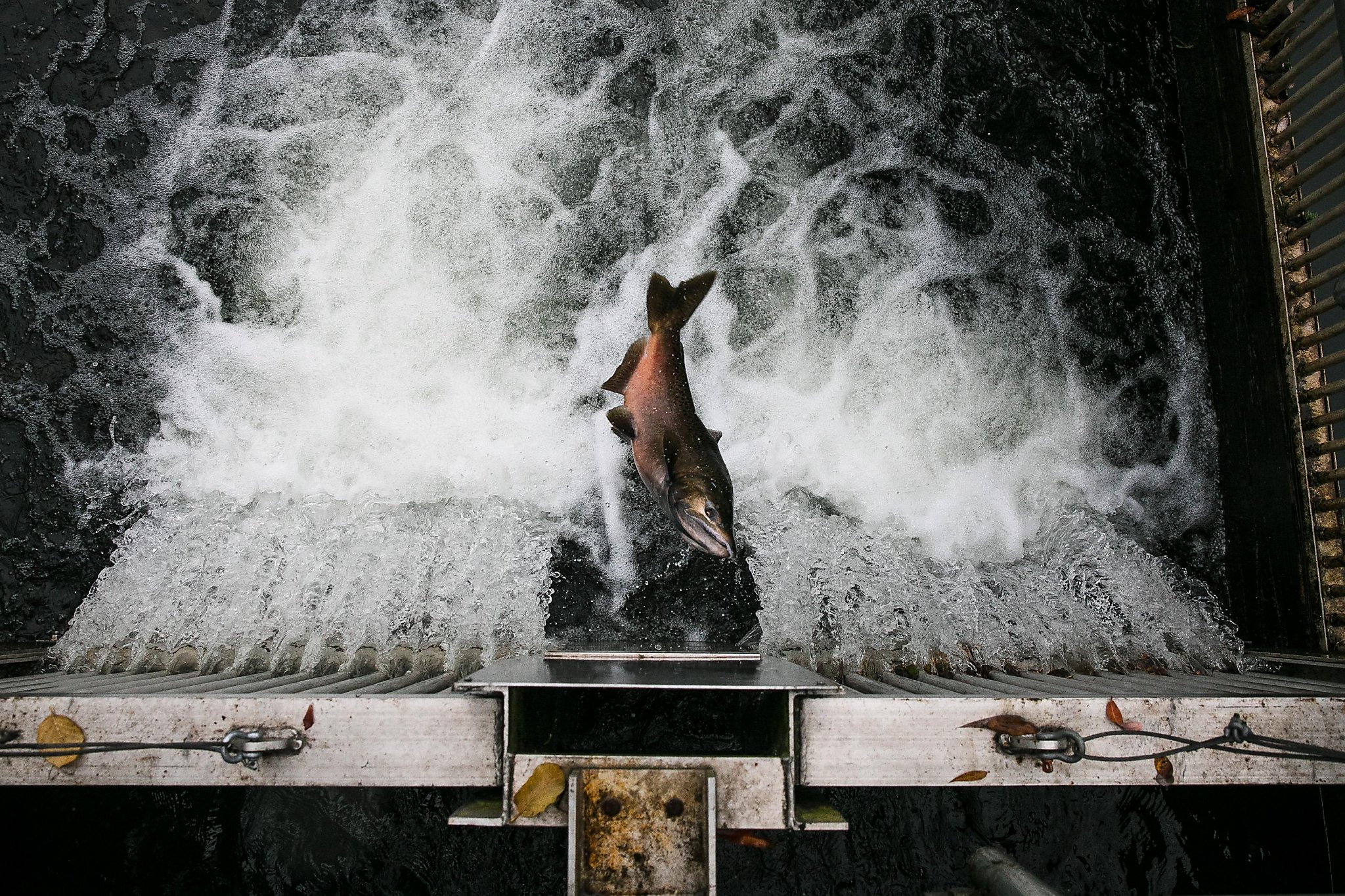 Salmon surge: Habitat improvements paying off on one California river