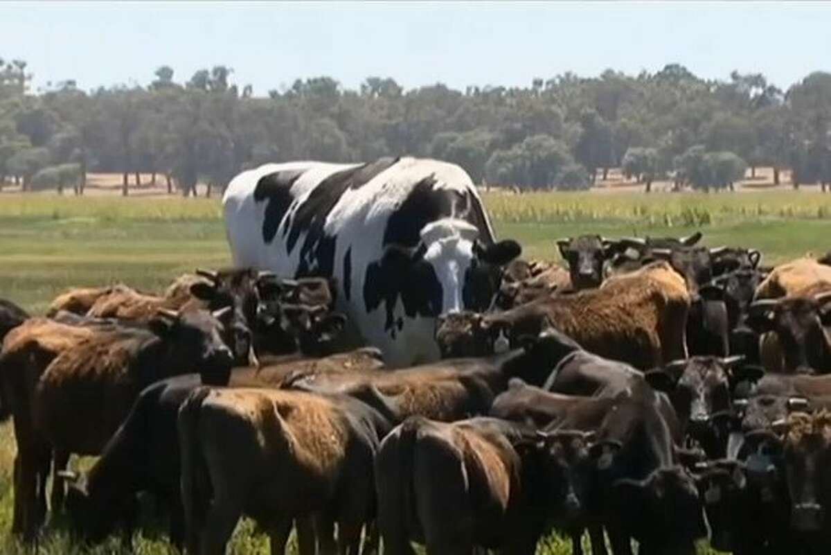A eulogy for Danniel the very tall cow, who did not get the viral fame ...