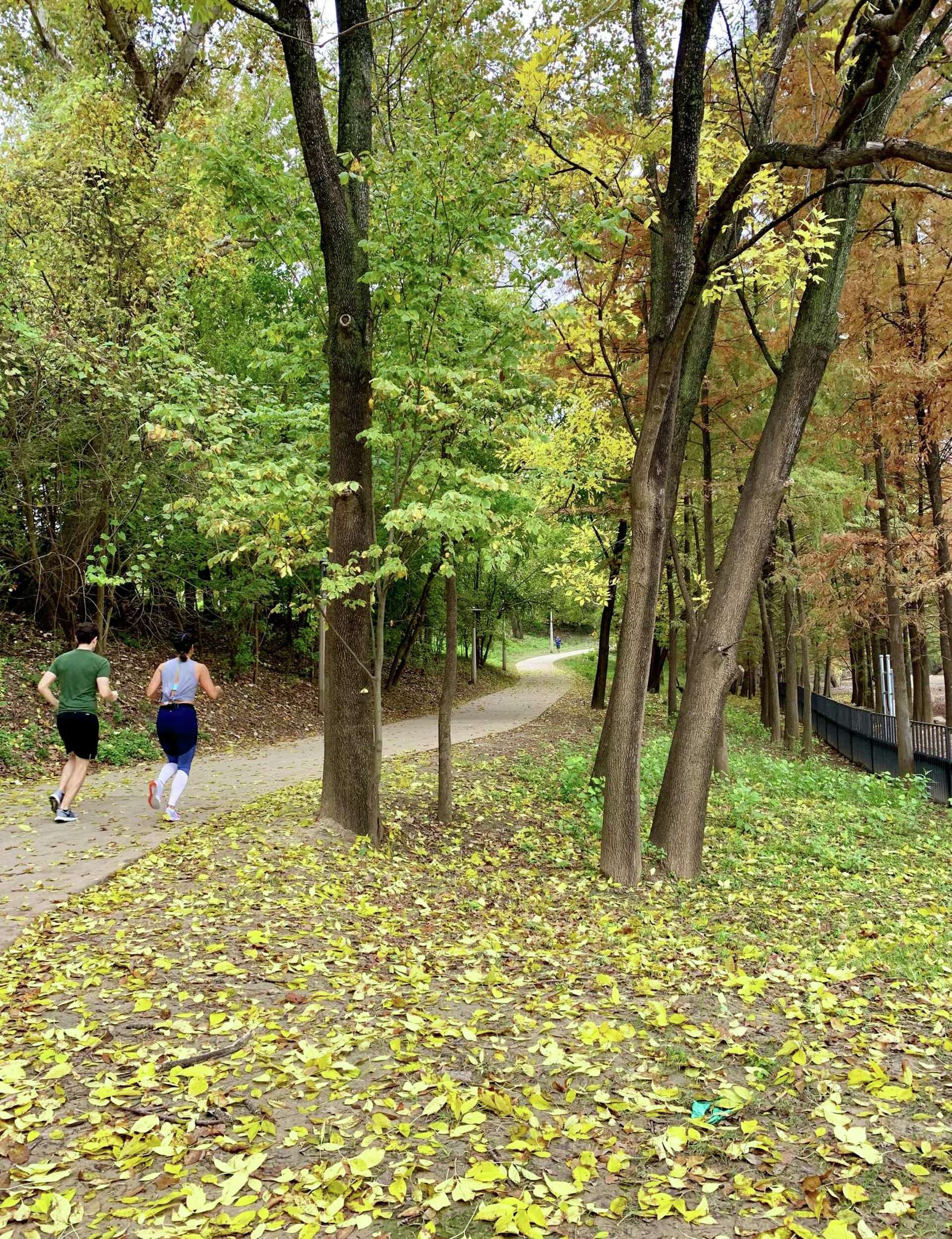 Houston trees put on final show of the year as they prepare for winter