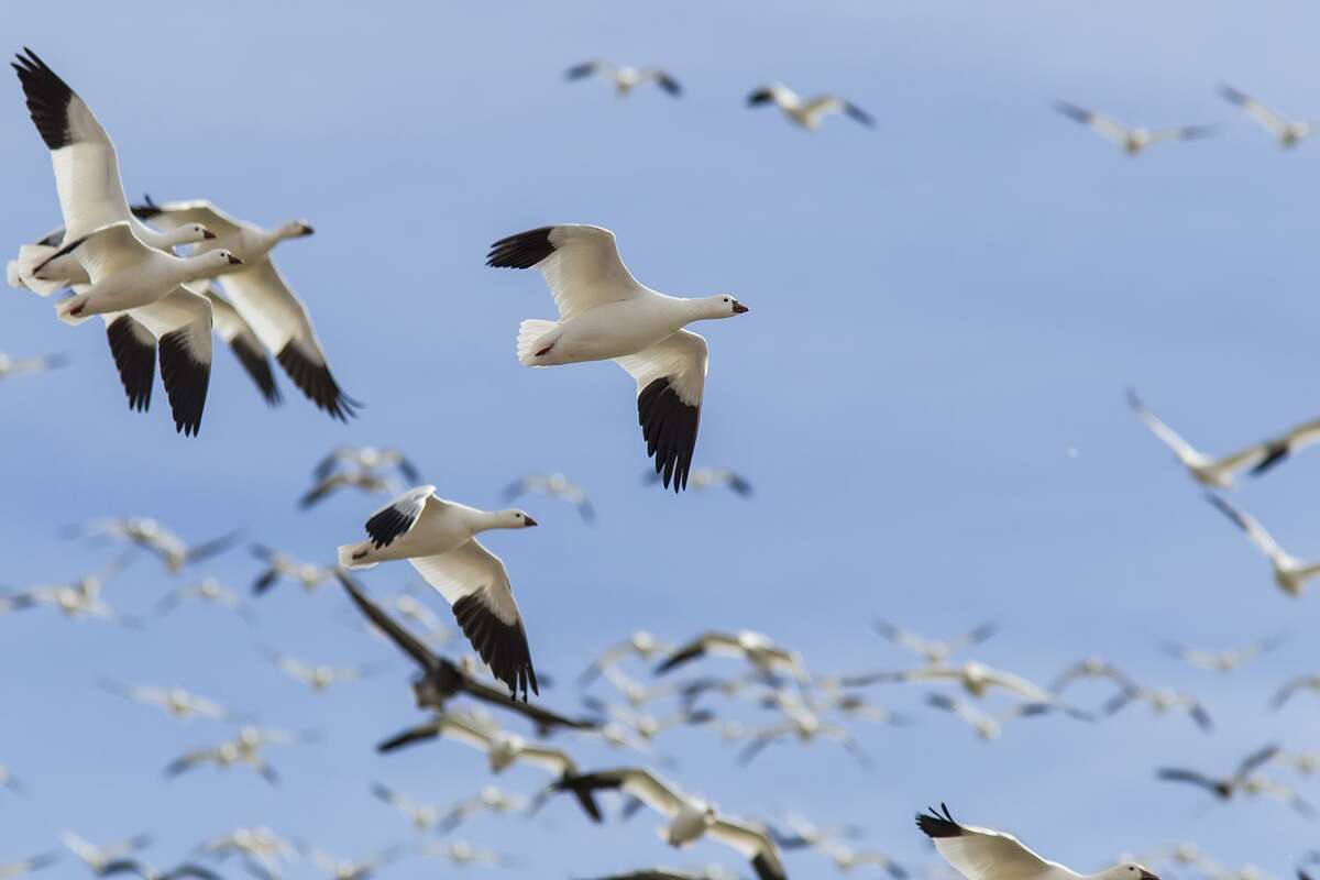 Great flocks of snow geese arrive in Houston from chilly breeding ...