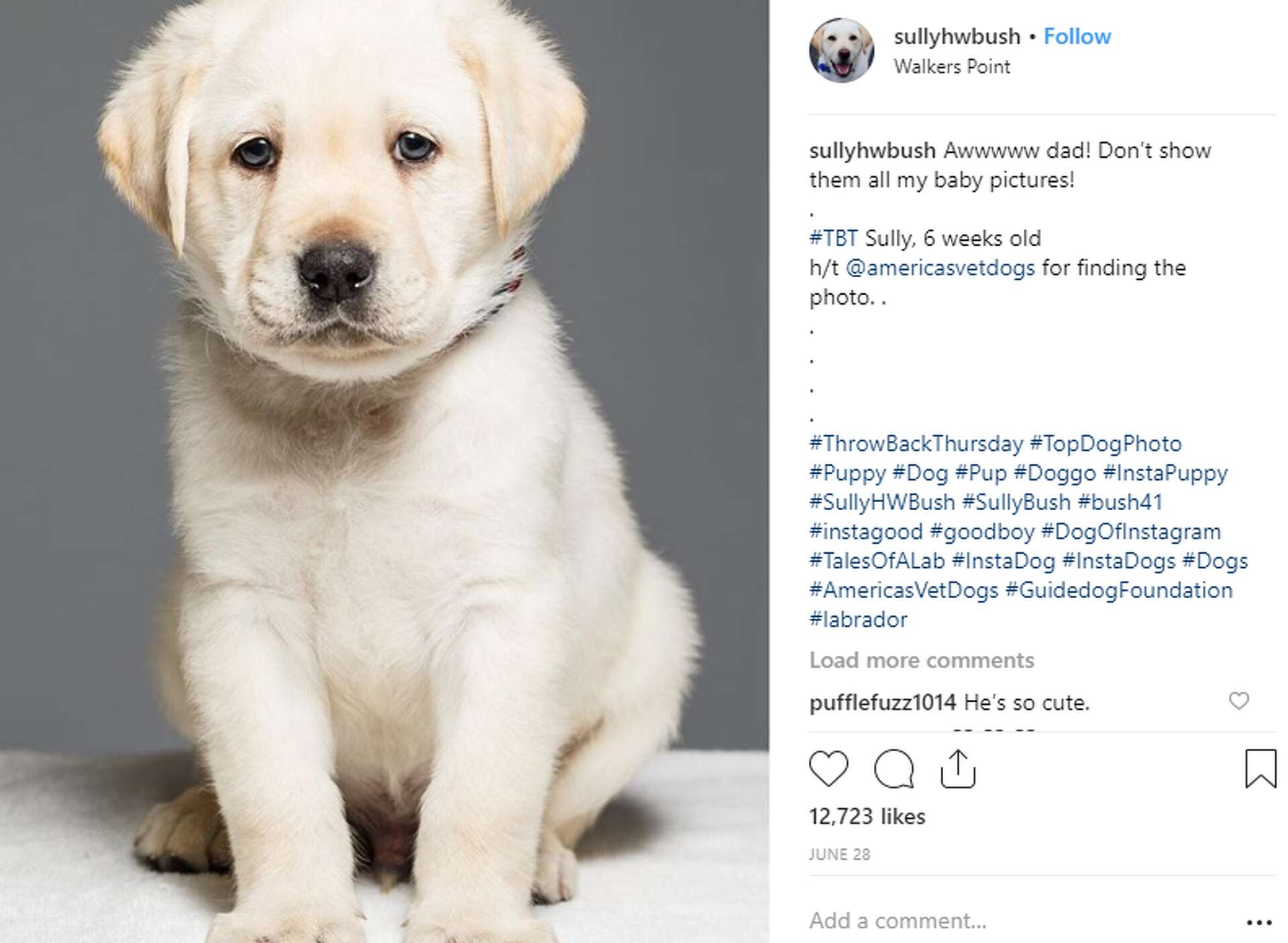 What's next for Bush 41's service dog Sully?