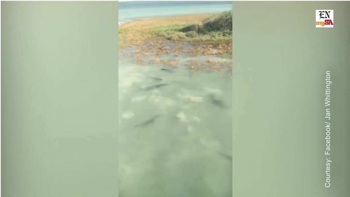Video shows dozens of alligators at remote island off South Padre
