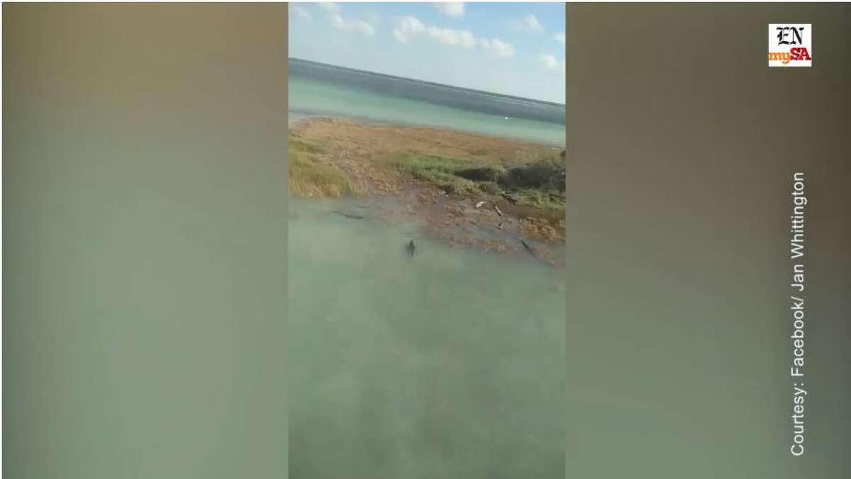 Video shows dozens of alligators at remote island off South Padre
